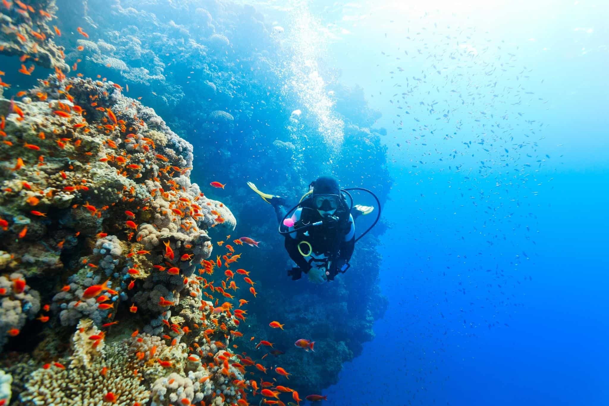 Diving Fernando de Noronha- Ikigai Experience
