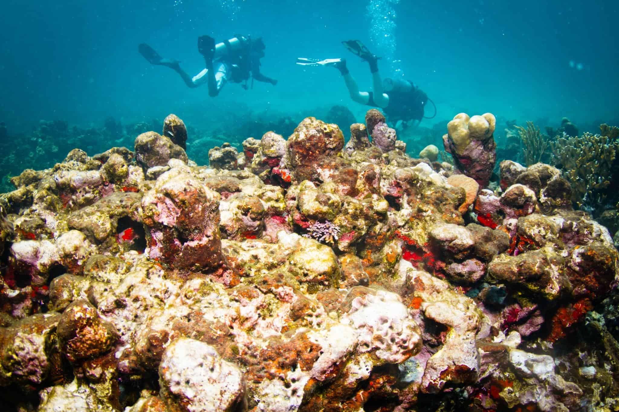 Rio de Janeiro diving for beginners Me