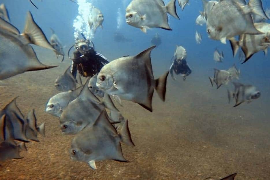 Rio de Janeiro Diving Course - Open Water Diver PADI