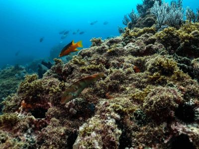 Diving Búzios Embarked for Accredited